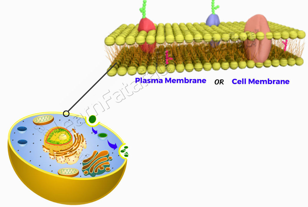 Plasma Membrane Class 9 Chapter 5 The Fundamental Unit Of Life