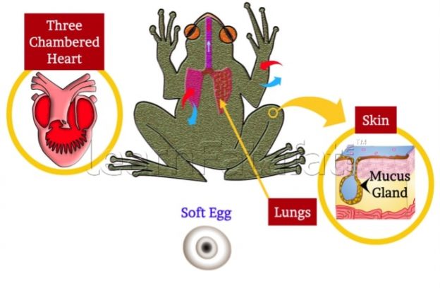 Phylum Vertebrata | Class 9 Chapter 7 Diversity in Living Organisms