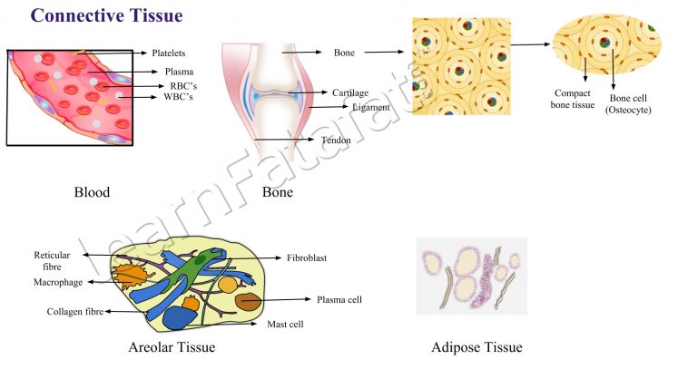 Animal tissue and its functions | Learnfatafat Class 9 Chapter 6 Tissues