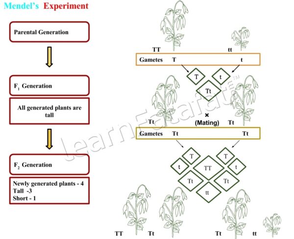 Heredity | Class 10 Chapter 9 Heredity and Evolution