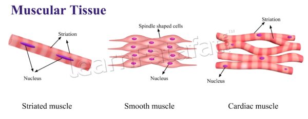 Animal tissue and its functions | Learnfatafat Class 9 Chapter 6 Tissues