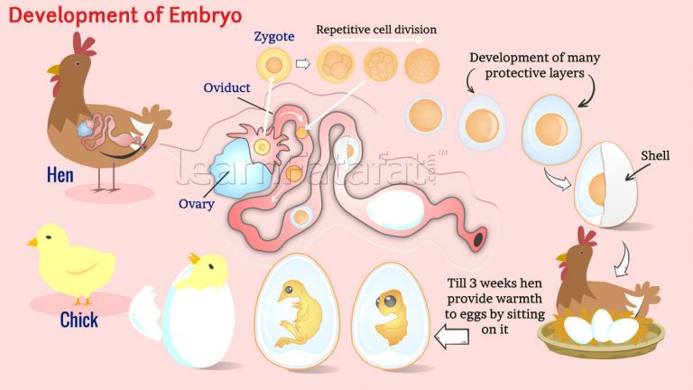 Embryo Development | Class 8 Chapter 9 Reproduction in Animals