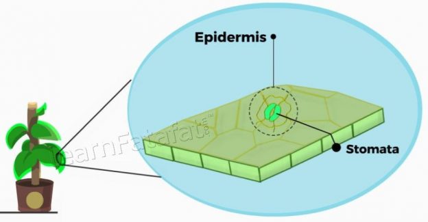 Simple Permanent Tissue in Plants | Learnfatafat Class 9 Chapter 6 Tissue