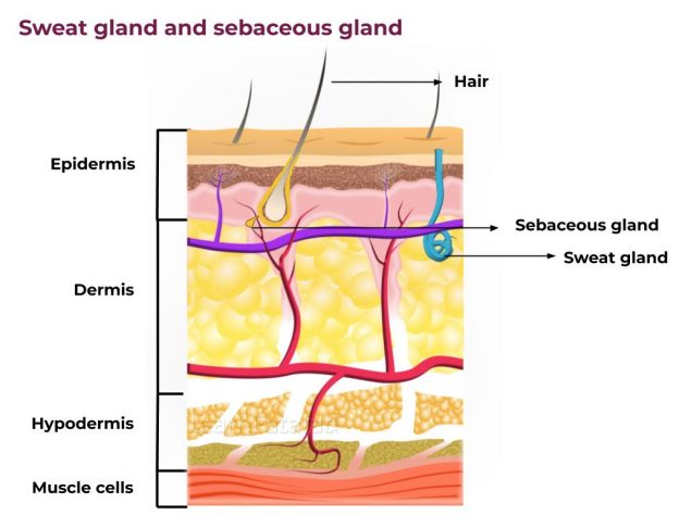 Structure Of Skin | Skin Structure and Function - Textbook simplified ...